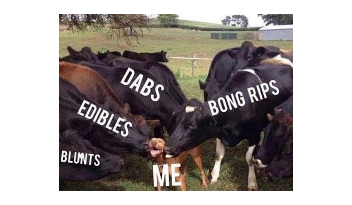 31+ Funny Weed Memes and High Quotes for 4:20