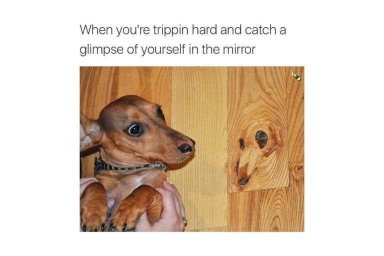 31+ Funny Weed Memes and High Quotes for 4:20