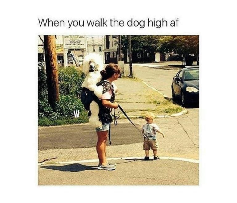 31+ Funny Weed Memes and High Quotes for 4:20