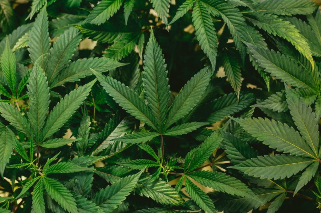 What To Do With Leftover Weed Stems Trimmings Answered Online 